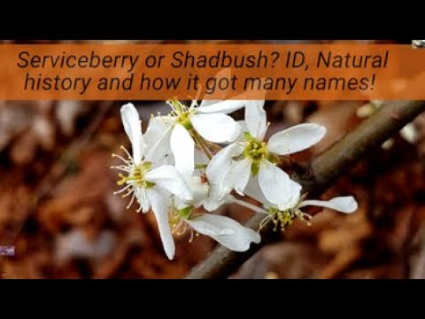 Serviceberry, Shadbush, Juneberry, Saskatoon: native early bloomer with names steeped in history!
