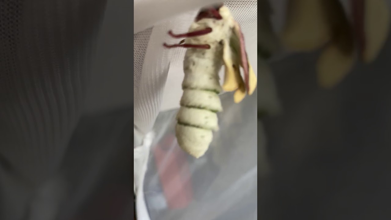 Luna Moth Emerging From Cocoon