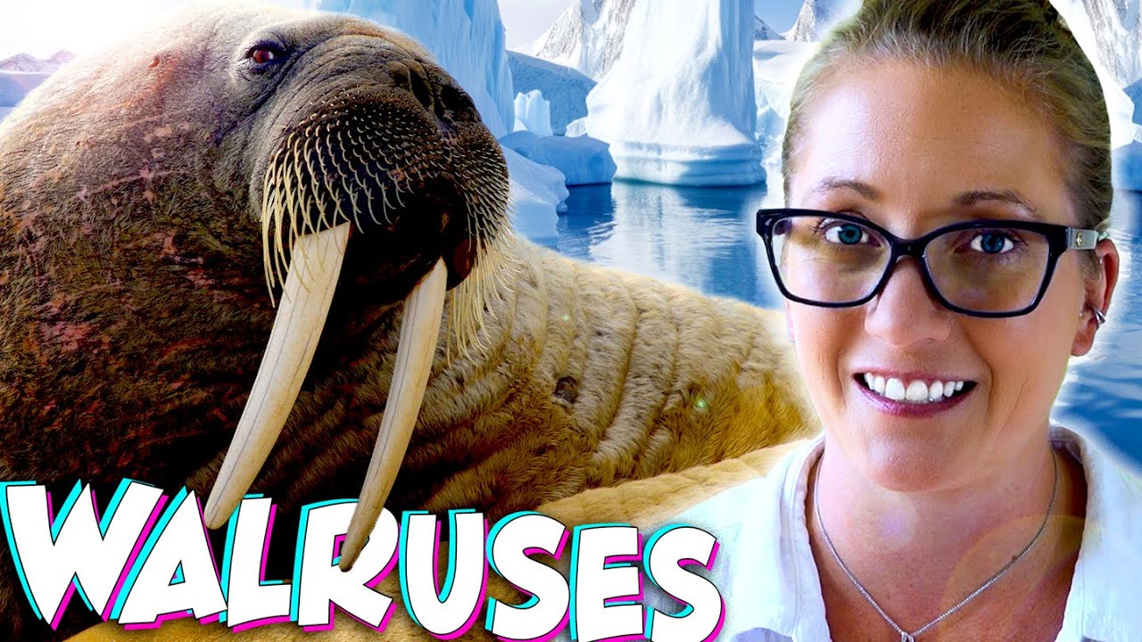 Why Walruses Are The Most AMAZING Creatures In The Ocean!