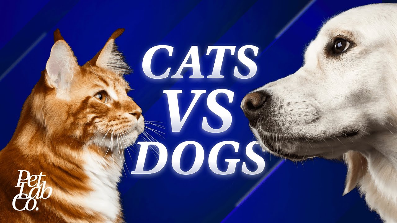 Do Cats and Dogs Hate Each Other? A Scientific Insight