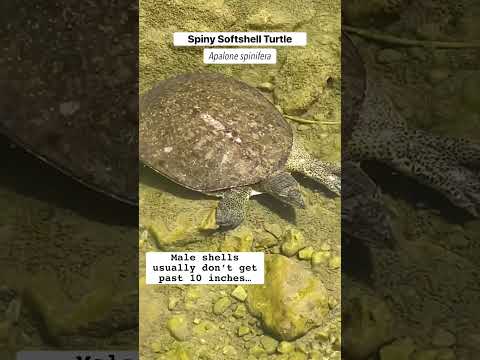 Softshell Turtle in Shallow Creek #herping #turtles #wildlife #nature