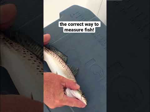The correct way to measure fish!