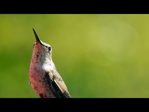 Hummingbird Health and Conservation at UC Davis