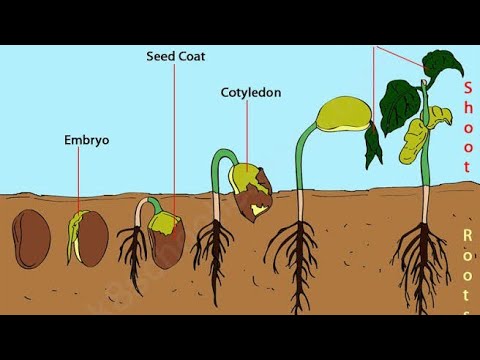 Germination of seeds in Urdu and Hindi