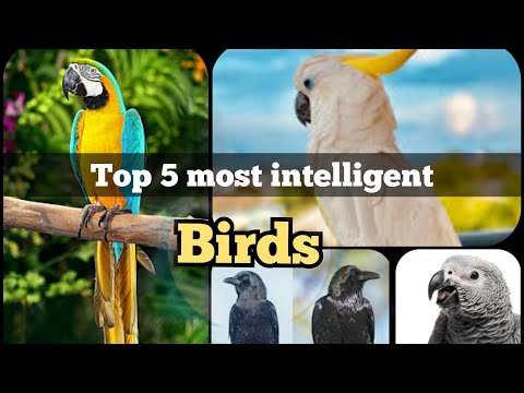 Top 5 most intelligent Birds