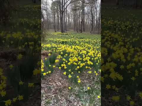 Daffodils in full bloom in Tennessee #perennial #daffodils #tennessee
