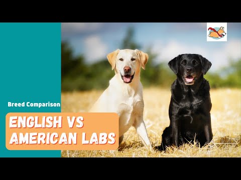 English Vs American Labs: Which Is The Right Dog For You?