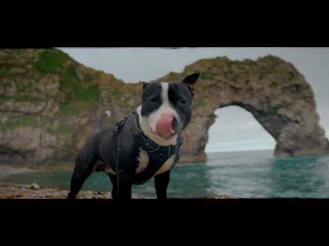 Seaside Paws: An Adventure with Flexis