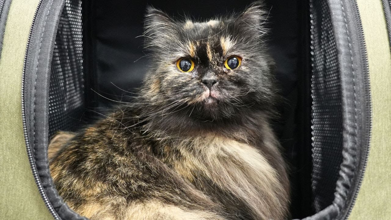 I'm Completely Obsessed With This Tiny Tortoiseshell Persian Mix Cat 🥹❤️