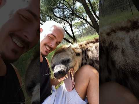 Hyena Welcome🥰 #deanschneider #wildlife #animals