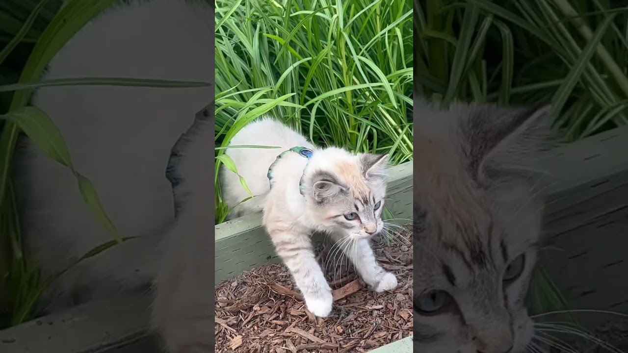 The most handsome boy around 😻 Gorgeous Kitten #handsome #farmlife #cat #cute #adorable #shorts