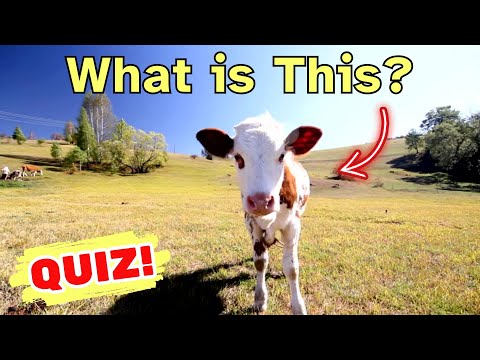 What Do You Call THESE Baby Animals? QUIZ!