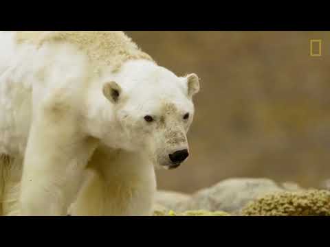 Heart Wrenching Video Starving Polar Bear on Iceless Land National Geographic
