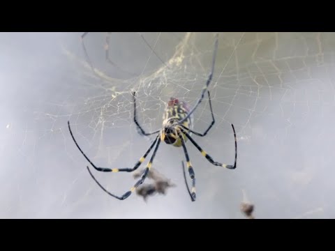 'Giant, venomous, flying spiders' expected to spread into our region, entomologists say - SW
