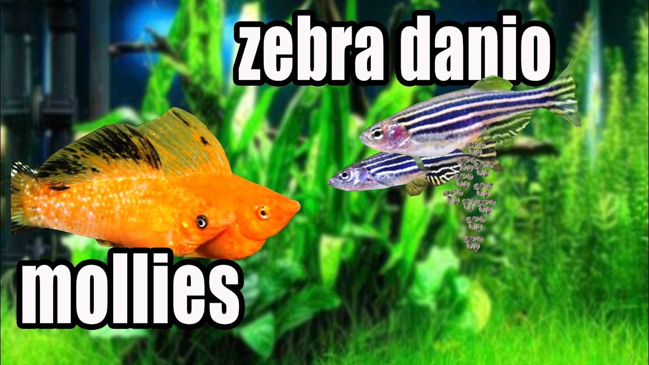 HOW TO BREED ZEBRA DANIO (ENGLISH SUBTITLE)