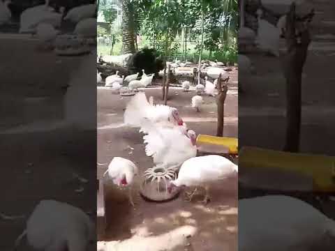 My tour of Songhai Farm, Benin Republic.