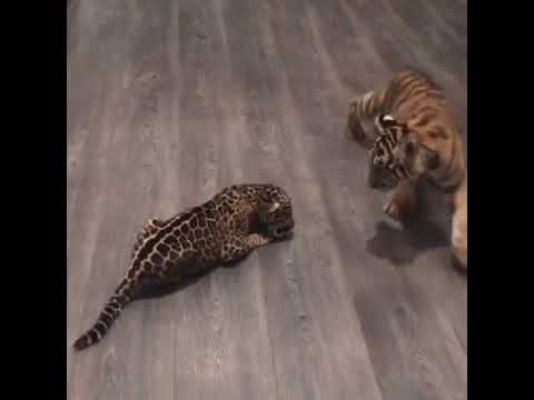 Baby Jaguar meets Baby Tiger