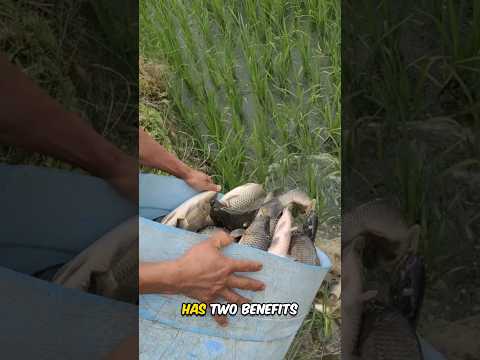 Catching Fish Technique in China 🤯