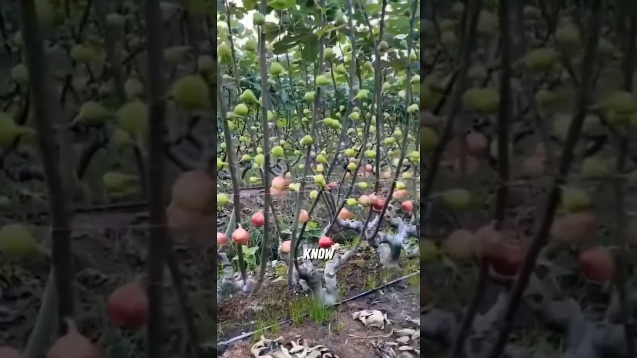 Fig Tree Pruning Secret for Bigger, Sweeter Fruits