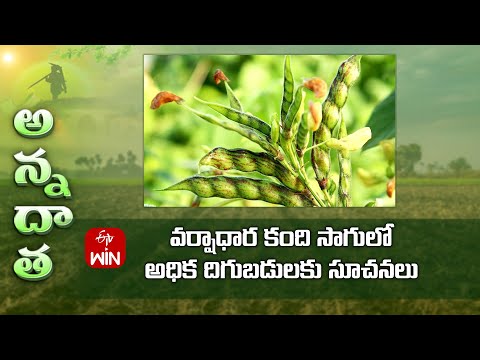 Varieties & tips for good yields in rainfed redgram | ETV