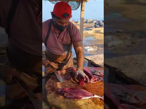 Skipjack Tuna Fish Cutting Skill | Mr.Sampath