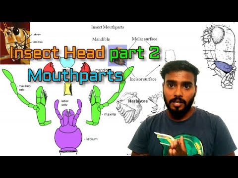 Insect mouthparts | Insect head part-2| Fundamentals of entomology class-7| Entomology class|English