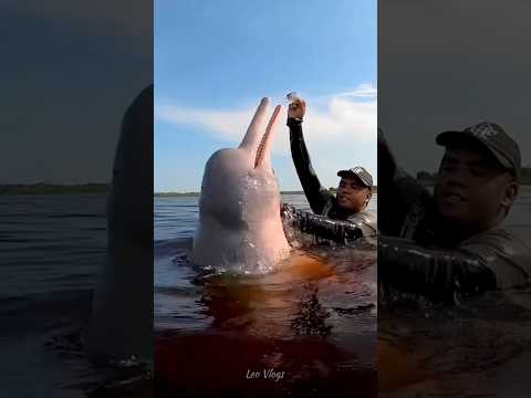 | என்னது Dolphin..ஆ🔥🥵 | #shortsfeed #facts #tamil #dolphin #viral #trending #viral @leovlogs7676