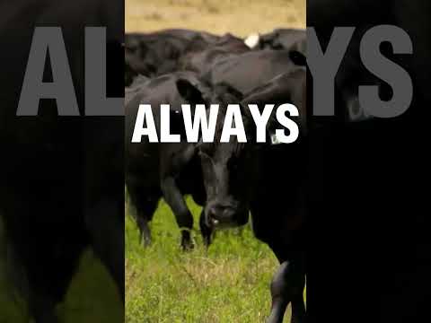 7 Most Expensive Words in the Cattle Industry