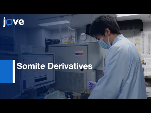Somite Derivatives from hiPSCs | Protocol Preview