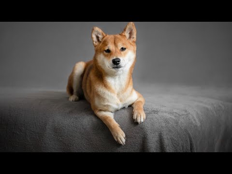 Understanding Shiba Inu Psychology - An Overview of Canine Behavioral Science