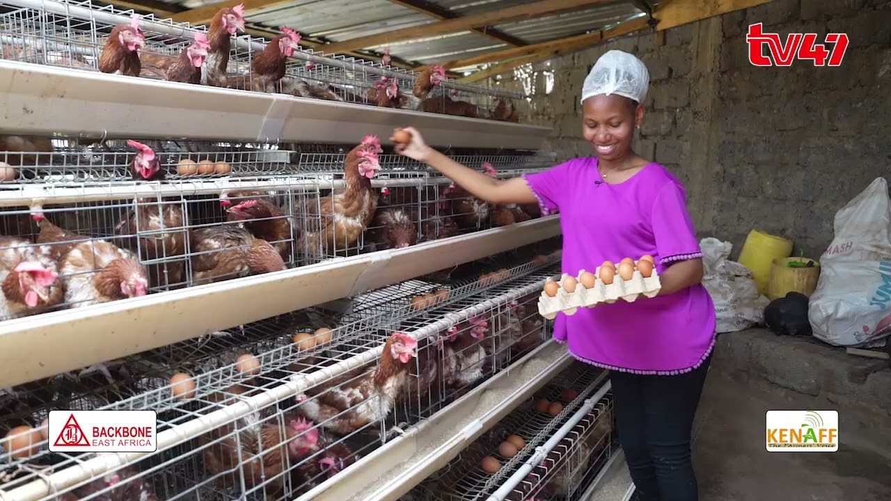 Layers Poultry Farming with Sam and Melody: How to get bigger healthier eggs | Kilimo Diaries