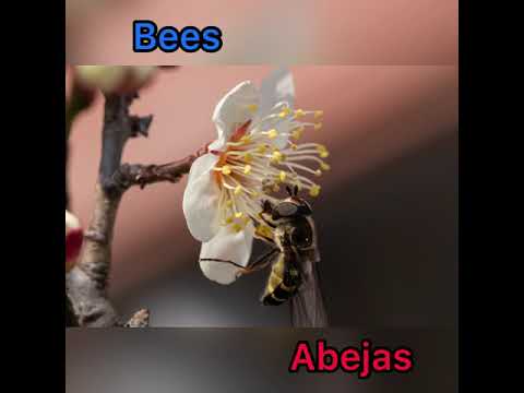 Spring - Primavera - Bilingual Vocabulary #shorts