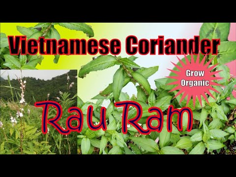 RAU RAM | Vietnamese Coriander Plant Information and Growing Requirements | Phak Pai | Dau kesum