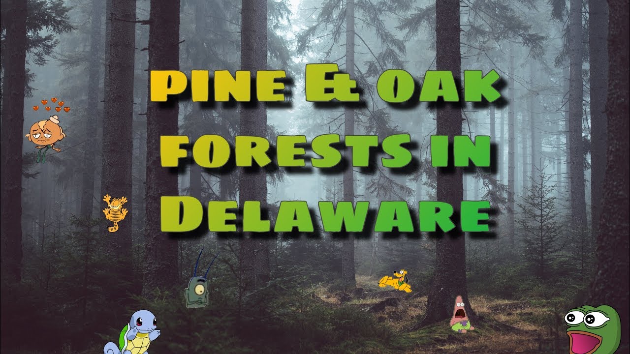 Pine & Oak Forests in Delaware