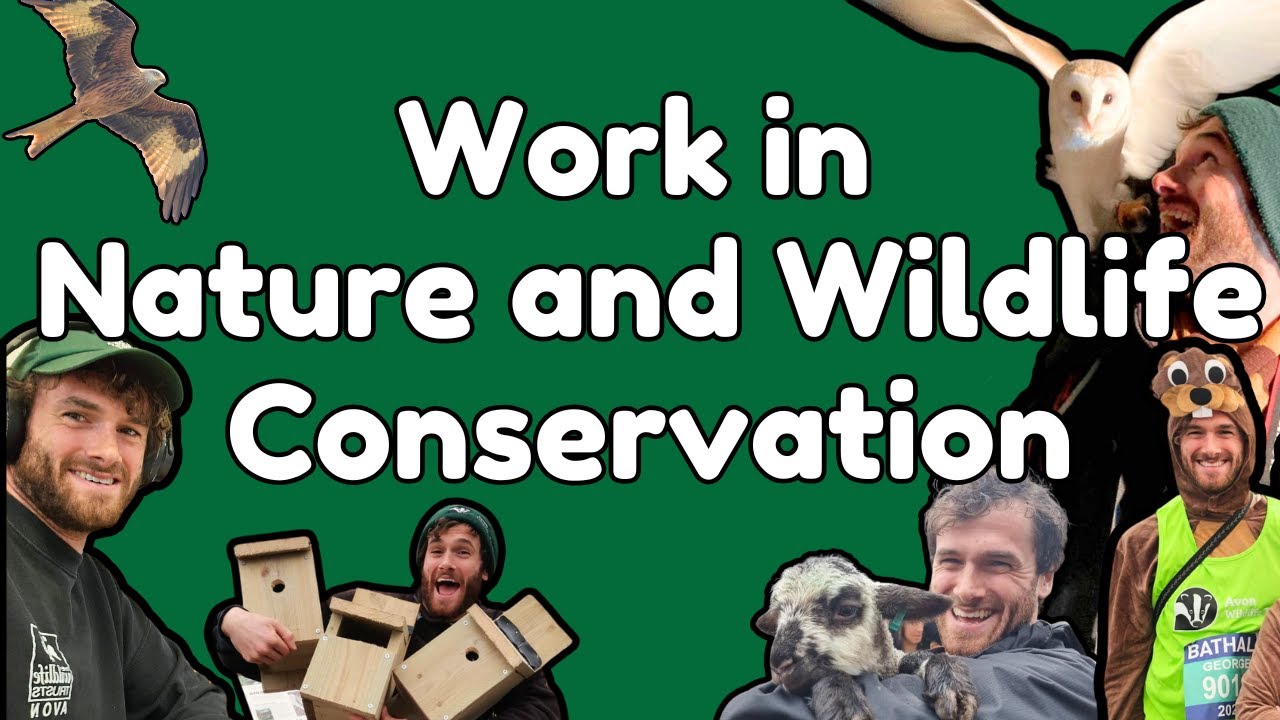 How to get a job in Wildlife & Nature Conservation - Volunteering, Tips, Advice, Q&A