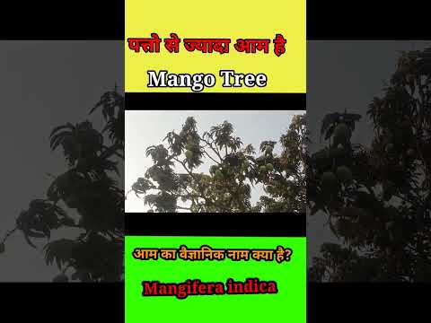 आम का वैज्ञानिक नाम क्या है//scientific name of mango//mango tree//#trends#shortsviral#rk