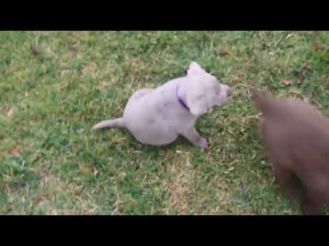 Chocolate & Silver Labrador Retriever Puppies For Sale