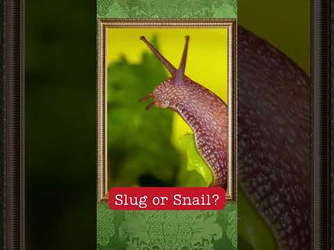 Fascinating! Do You Know Which Mollusk?