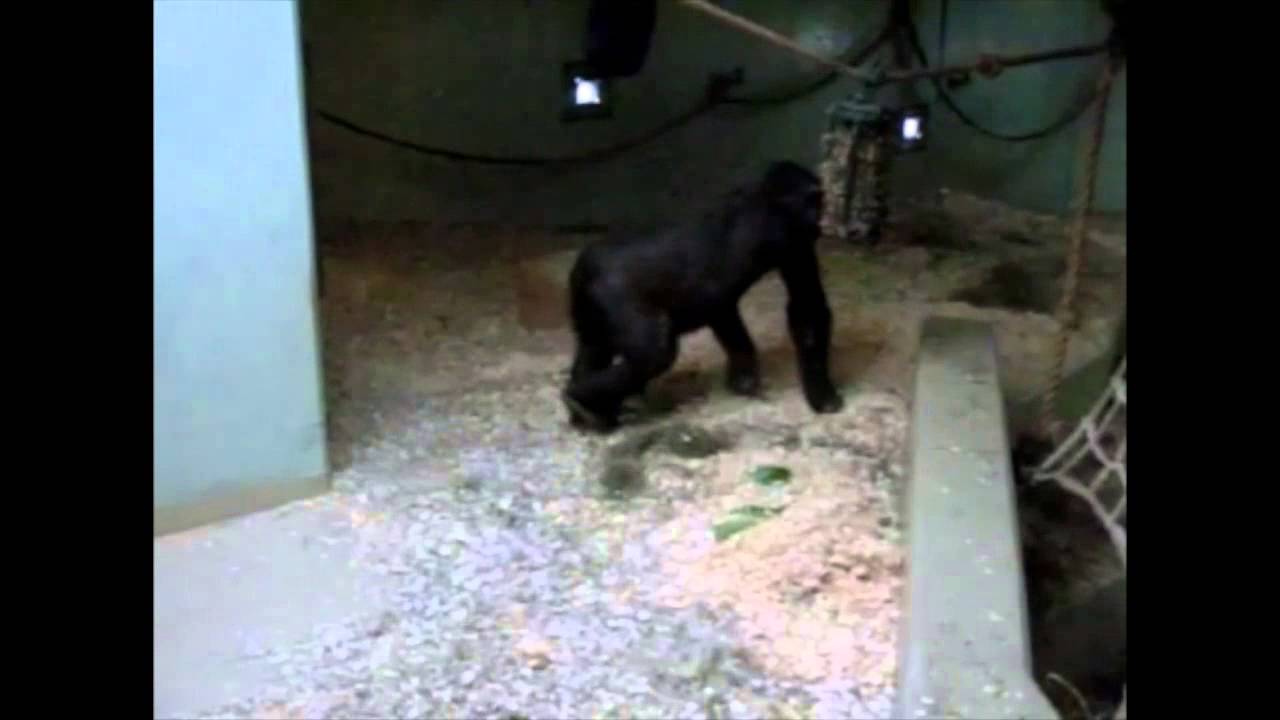 Gorilla Walk (Slow Motion Animation Reference)