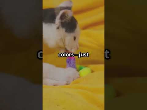 Are Cats Really Colorblind? #shorts