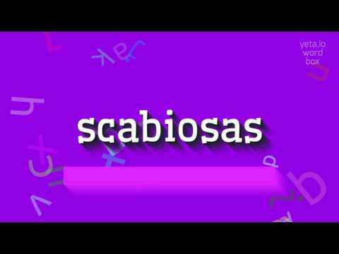 How to say "scabiosas"! (High Quality Voices)