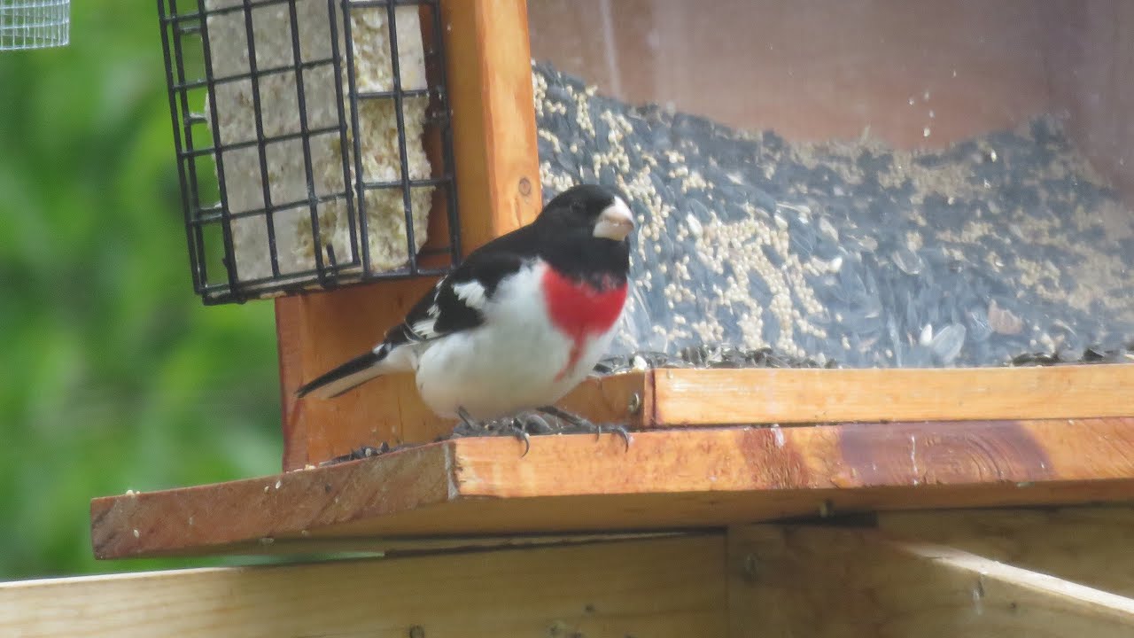 How to attract Rose-breasted Grosbeaks - Basic tips