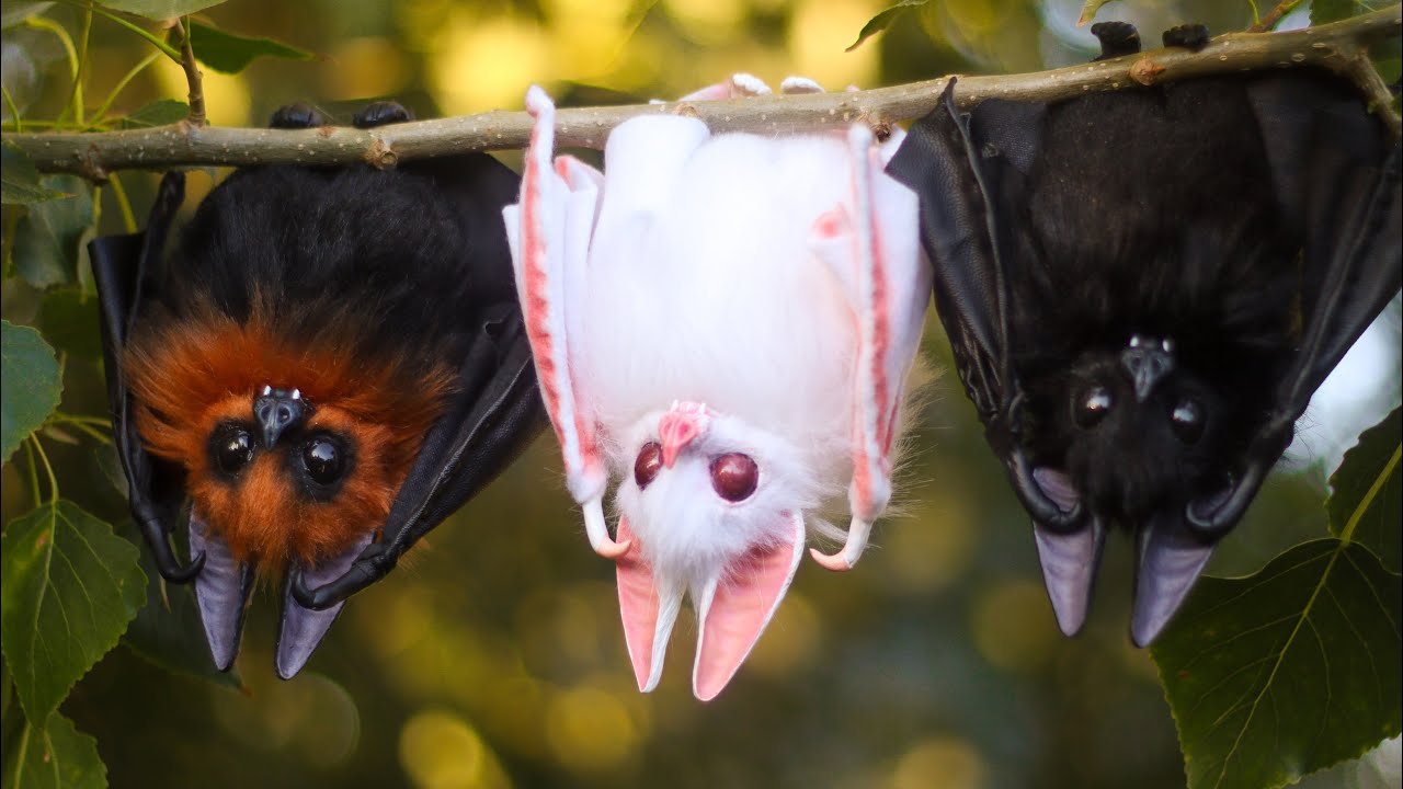 I Made Adorable Baby Bats l Resin Art Doll DIY