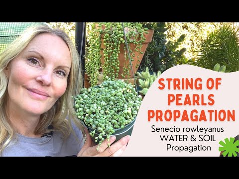 String of PEARLS propagation | Senecio rowleyanus WATER Propagation | SOIL Propagation |MOODY BLOOMS