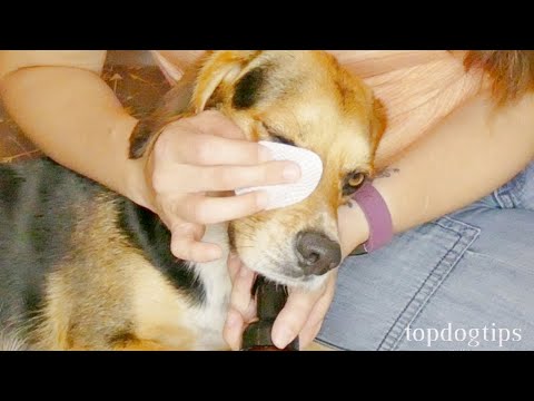 Dog Red Eye Home Remedies