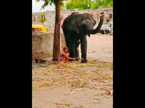 elephant, cartoon elephant, elephants, garage, learn colors, colors, learning, #short