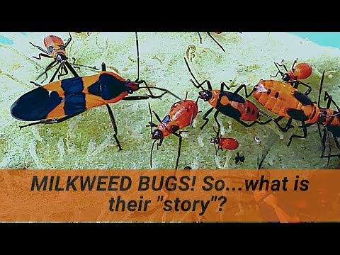 Milkweed bugs! You seen 'em on Milkweed: Here are 6 things you should know about them!