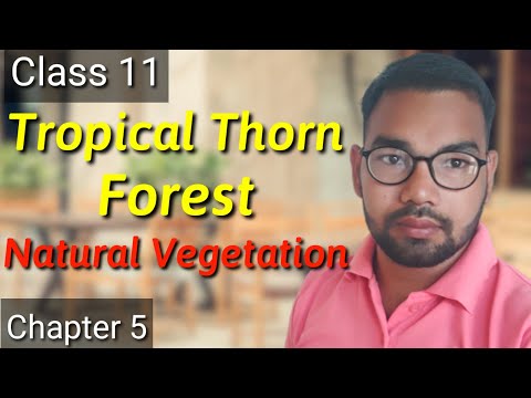 Tropical Thorn Forest | Natural Vegetation | Geography | Class 11, Chapter 5, NCERT Book