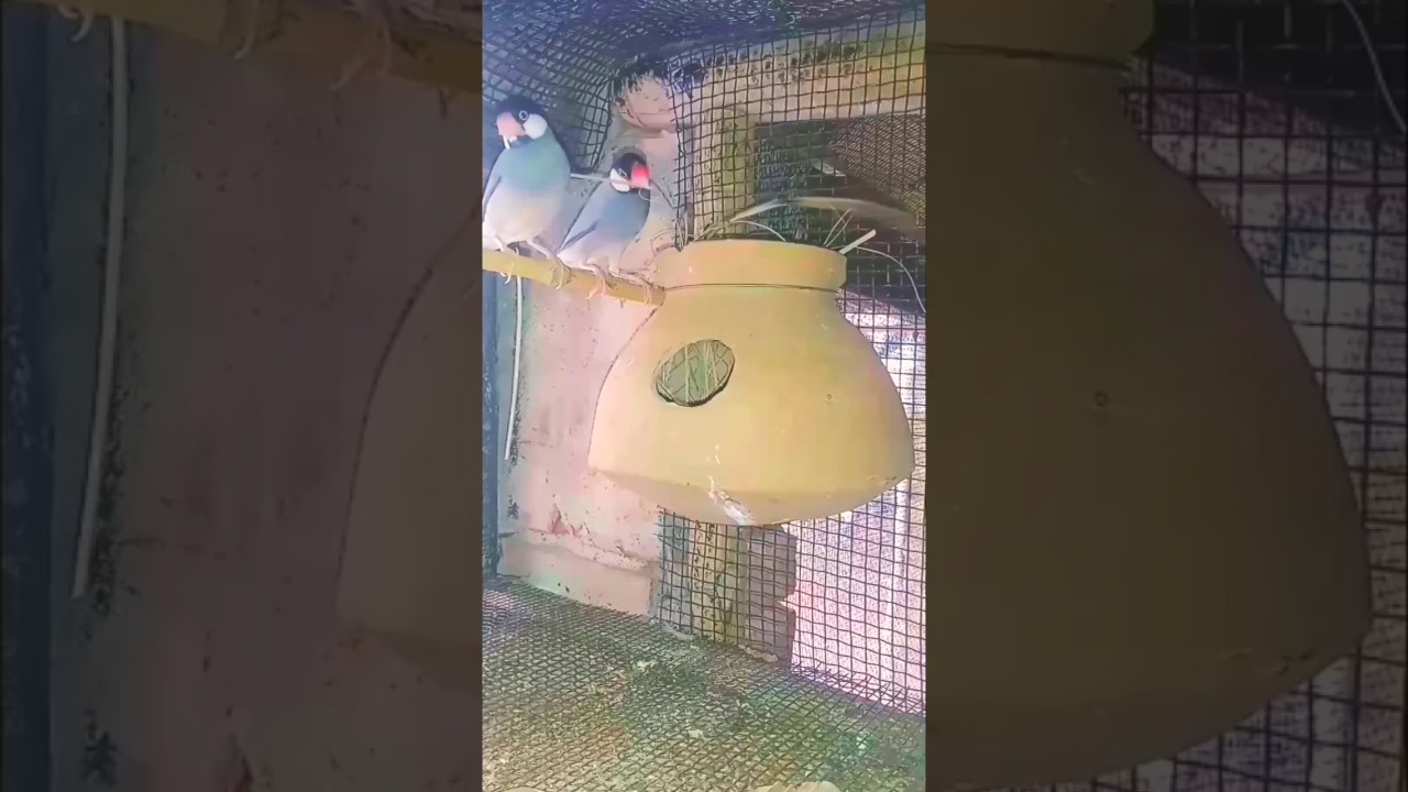 Java sparrow making nesting 😍#java #birds #video #shorts