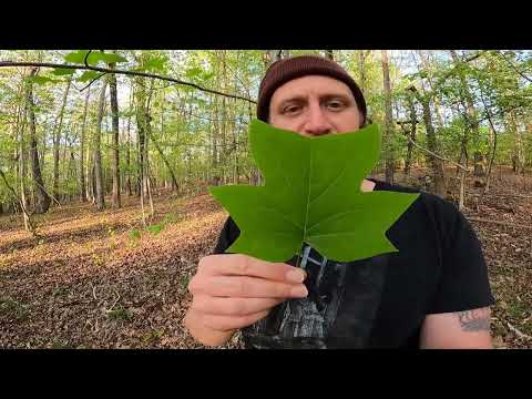 Morel host tree: Tulip Poplar.